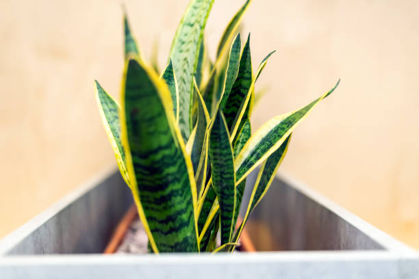 Sansevieria Ehrenbergii: The Sword-Like Snake Plant - Planters Realm