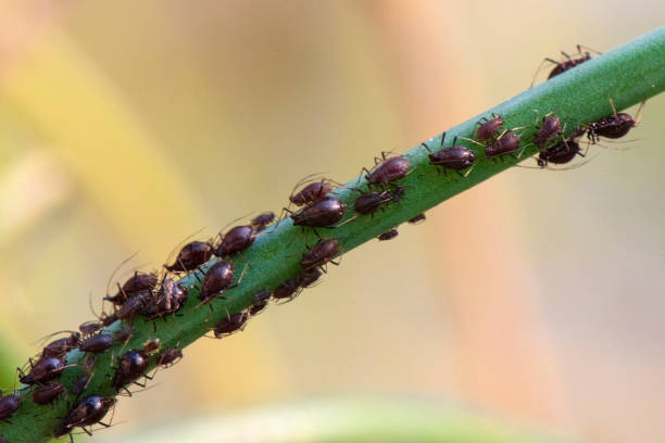 Identifying and Treating Common Hedging Diseases (2026) - Planters Realm