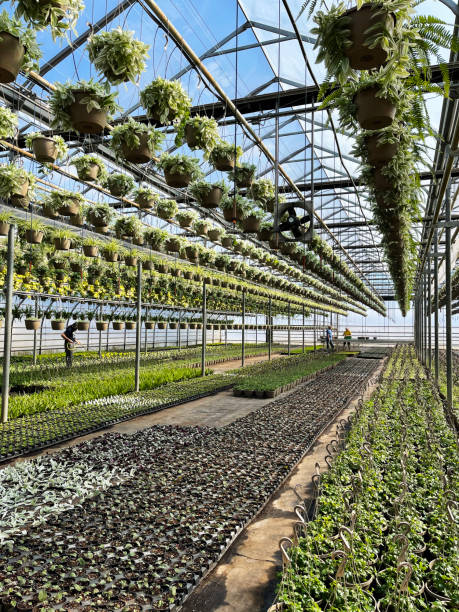 Cucumber Spacing: How to Optimize Your Garden - Expert Ti...
