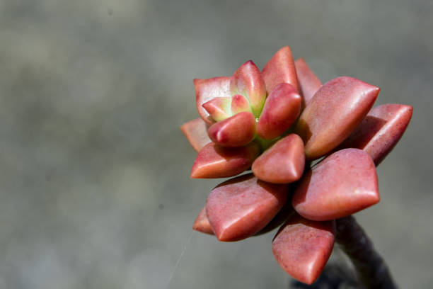 Graptosedum: The Colorful and Easy-to-Grow Succulent - Planters Realm