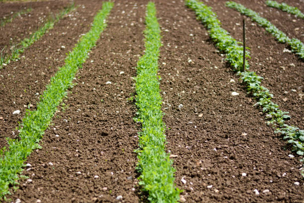 Cucumber Spacing: How to Optimize Your Garden - Expert Ti...
