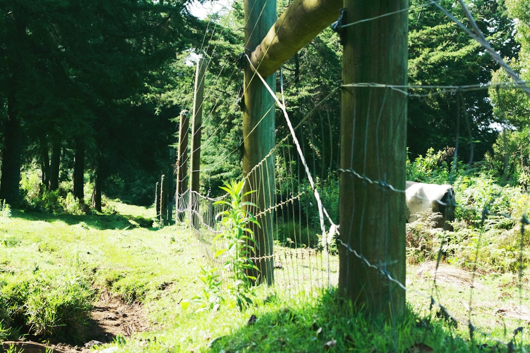 How to Deal with Deer in Your Garden (2026) - Planters Realm