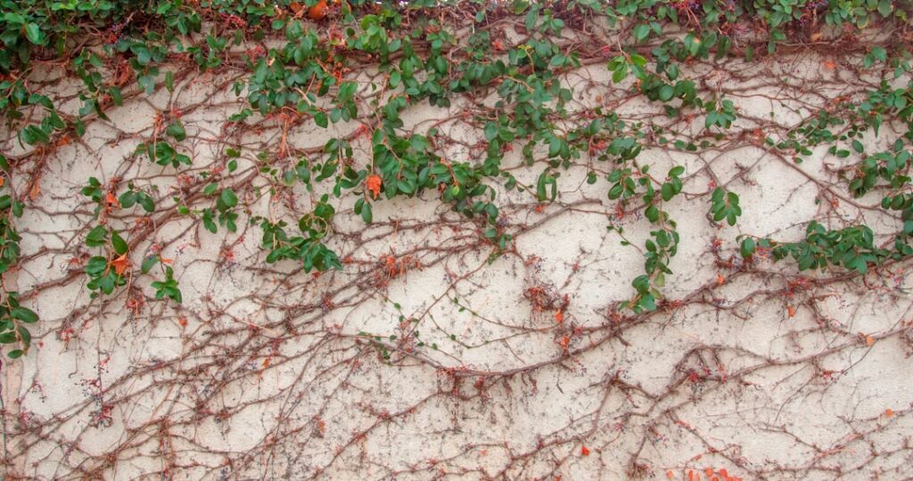 Drought-Tolerant Ground Cover: Plants That Survive on Rain - Planters Realm