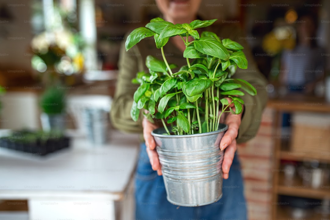 How to Grow Basil (2026) - Planters Realm