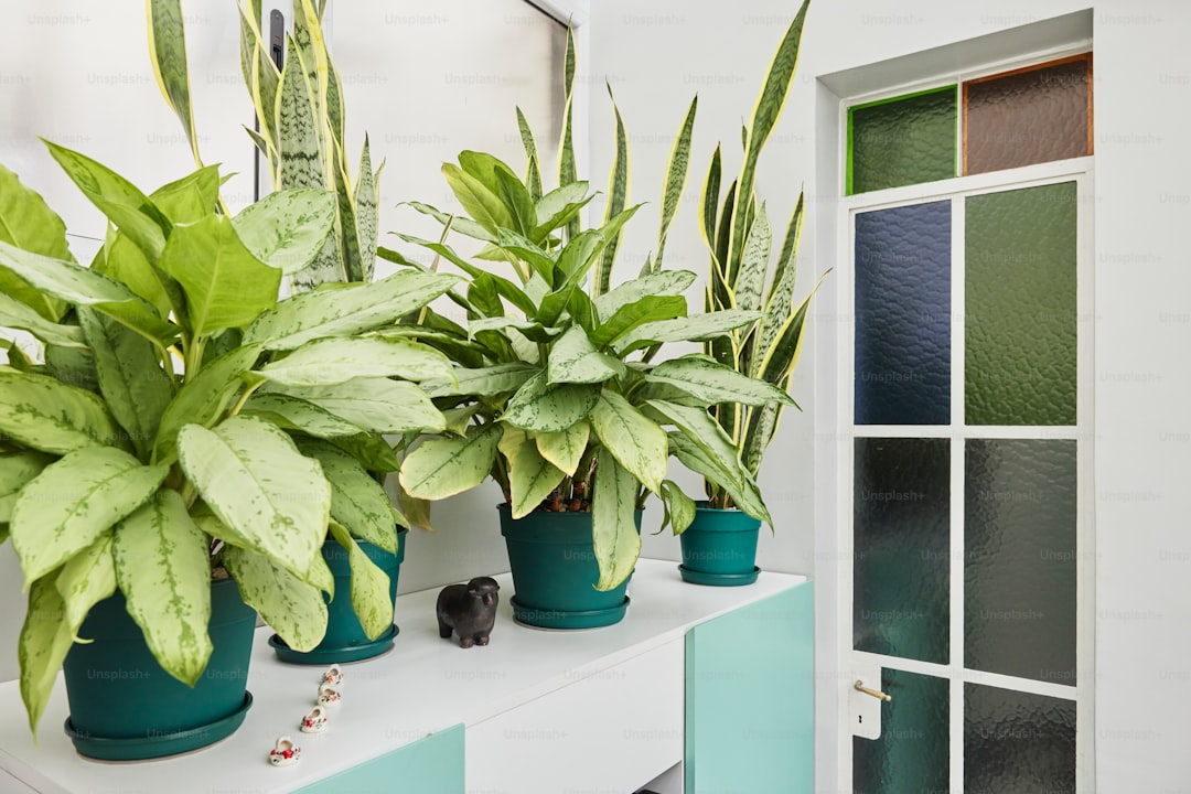 How to Grow Snake Plants (Sansevieria) (2026) - Planters Realm