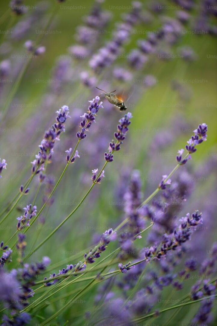 Growing Lavender: Complete Care Guide for Fragrant Gardens - Planters Realm