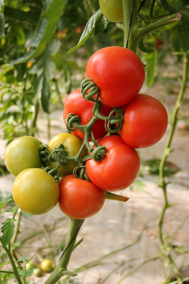 Best Companion Plants for Tomatoes (2026): Tested & Compared - Planters ...