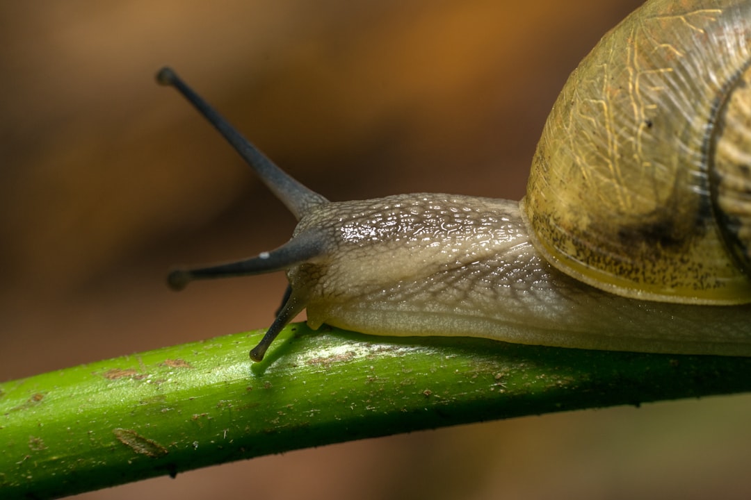 Slug and Snail Control: Organic Methods That Work (2026) - Planters Realm