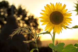Rewilding Your Garden: 7 Ways to Bring Nature Home in (2026) - Planters ...
